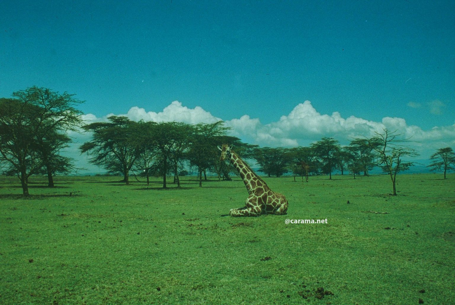 Vídeos – CARAMA